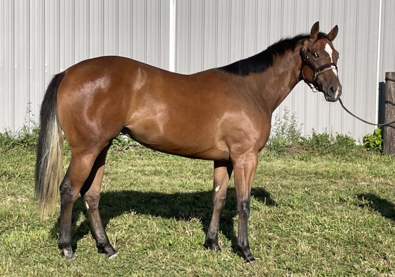 Indiana Quarter Horse Racing